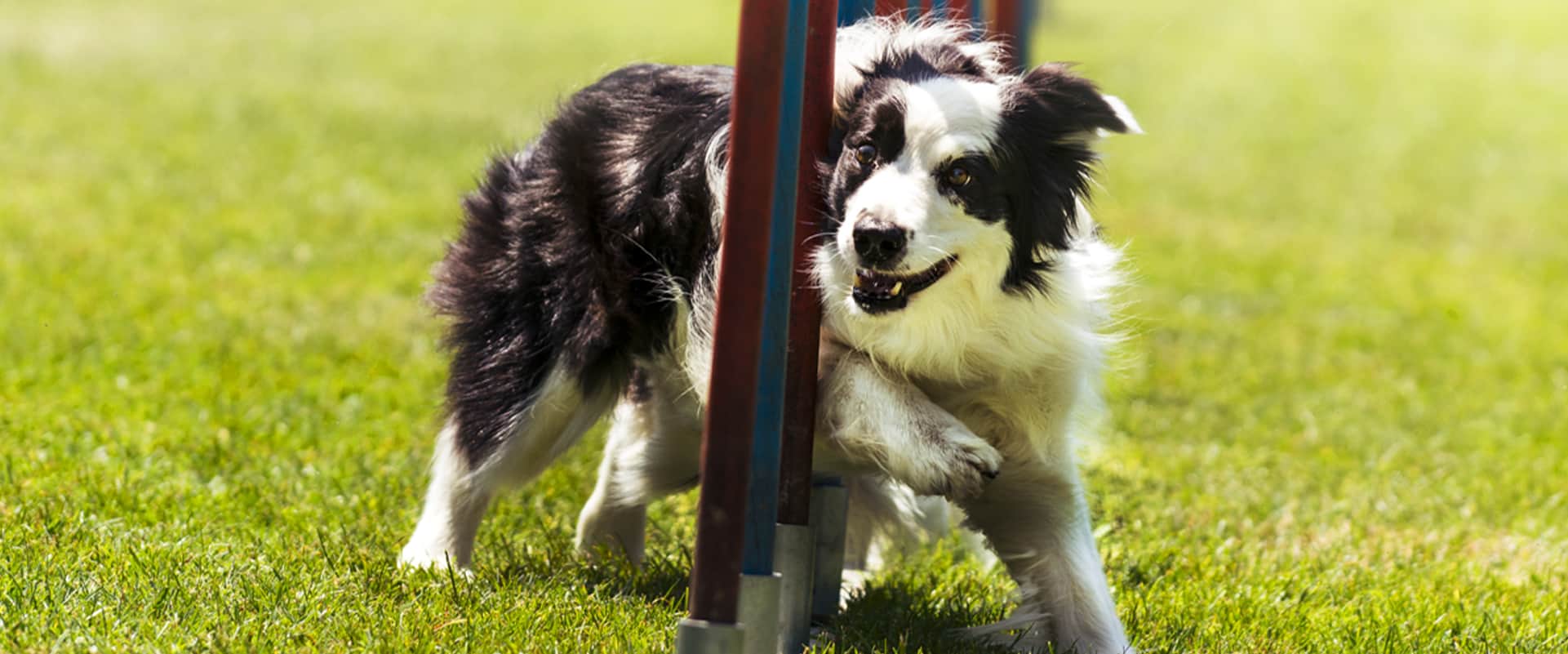 Cours de groupe d’agilité pour chiens - Centre Canin Legardeur