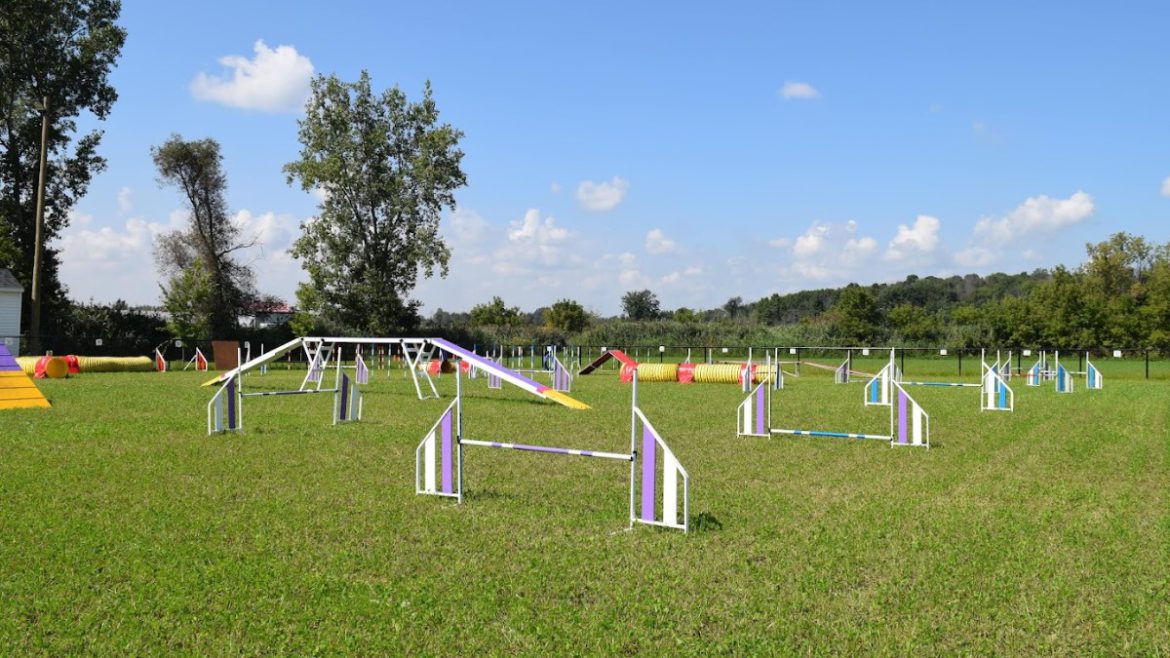 Cours de groupe d’agilité pour chiens - Centre Canin Legardeur