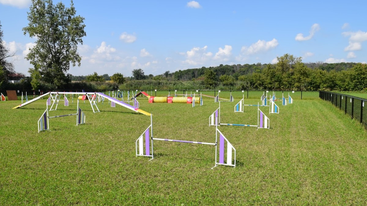 Cours de groupe d’agilité pour chiens - Centre Canin Legardeur